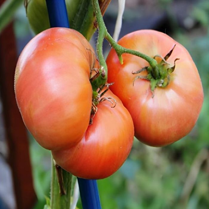 MARIZOL BRATKA TOMATO