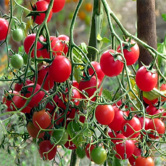 ROSE QUARTZ MULTIFLORA TOMATO