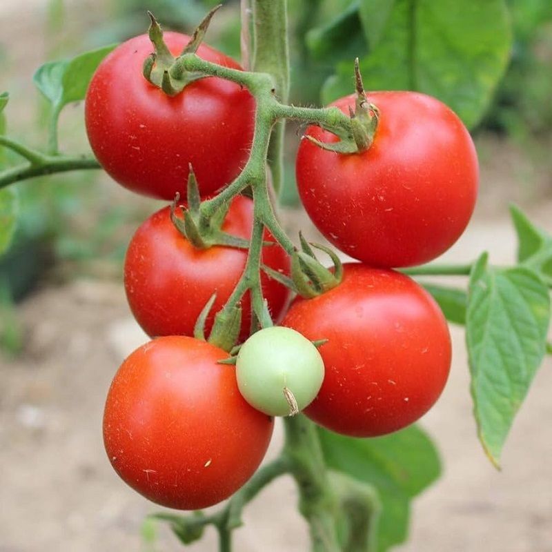 TAMINA TOMATO