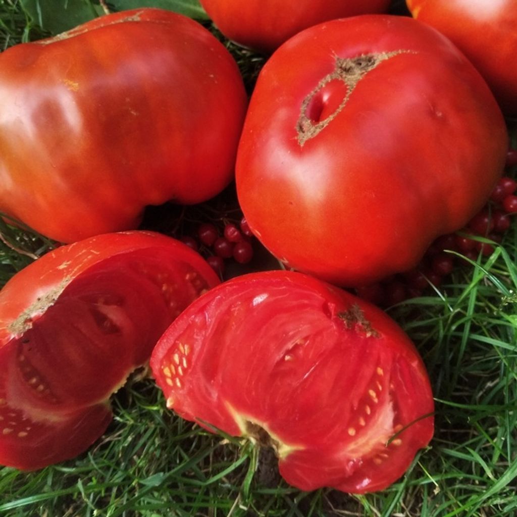 BRUTUS – large red beefsteak tomato