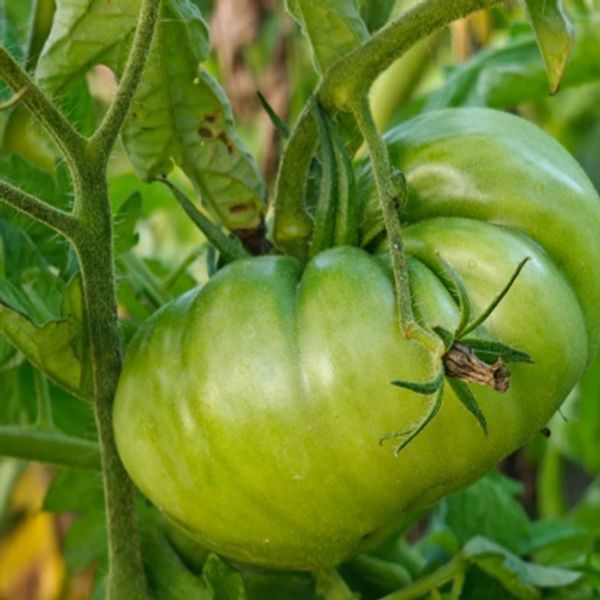BRUTUS – large red beefsteak tomato