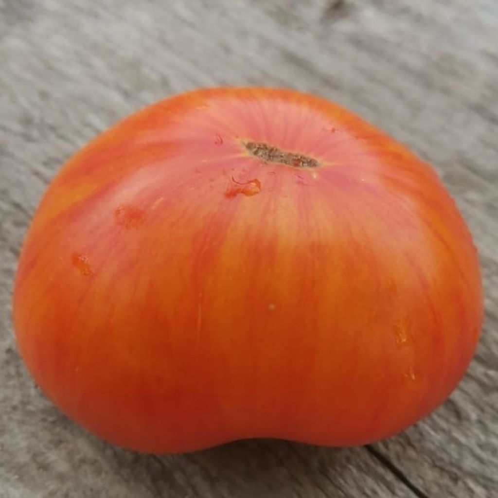 DWARF JOHN BEIDLER — round-flat ribbed tomato