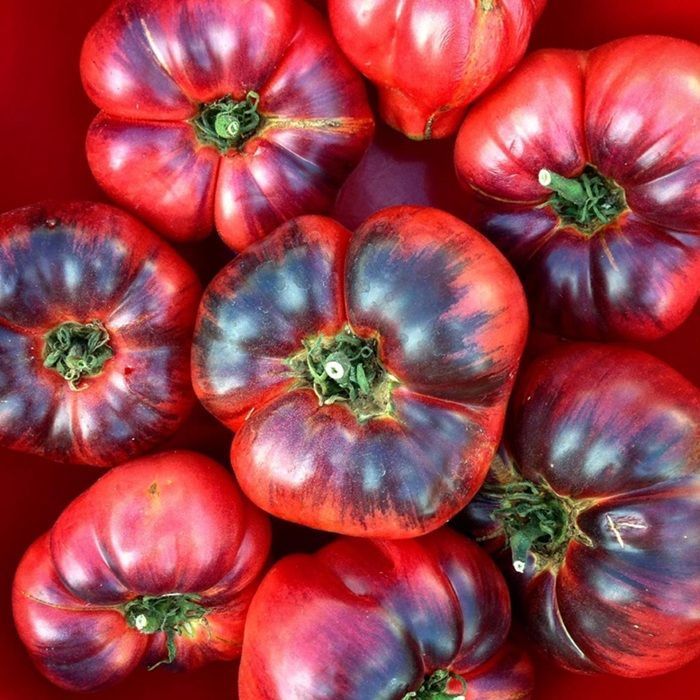 BLUE GIANT – pink-blue sweet tomato (anthocyanin)