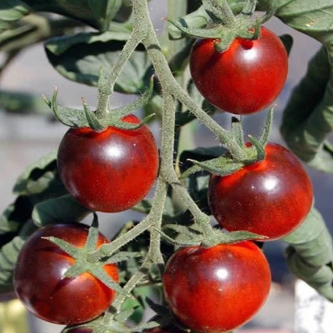 BLUE ANGEL – red and blue sweet tomato (anthocyanin)