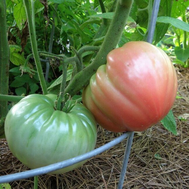 GERMAN QUEEN TOMATO