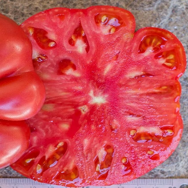 GERMAN QUEEN TOMATO