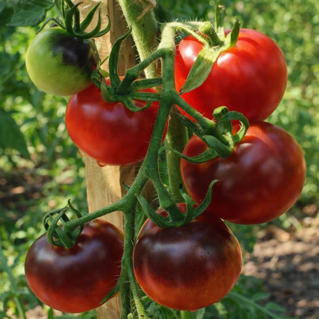 CASCADE VILLAGE BLUE – an orange-blue high-yielding tomato