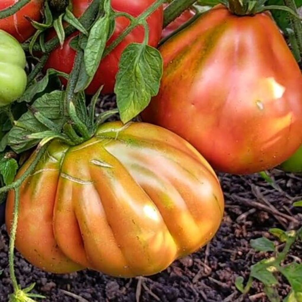 CUNEO GIANT PEAR — red fleshy truffle