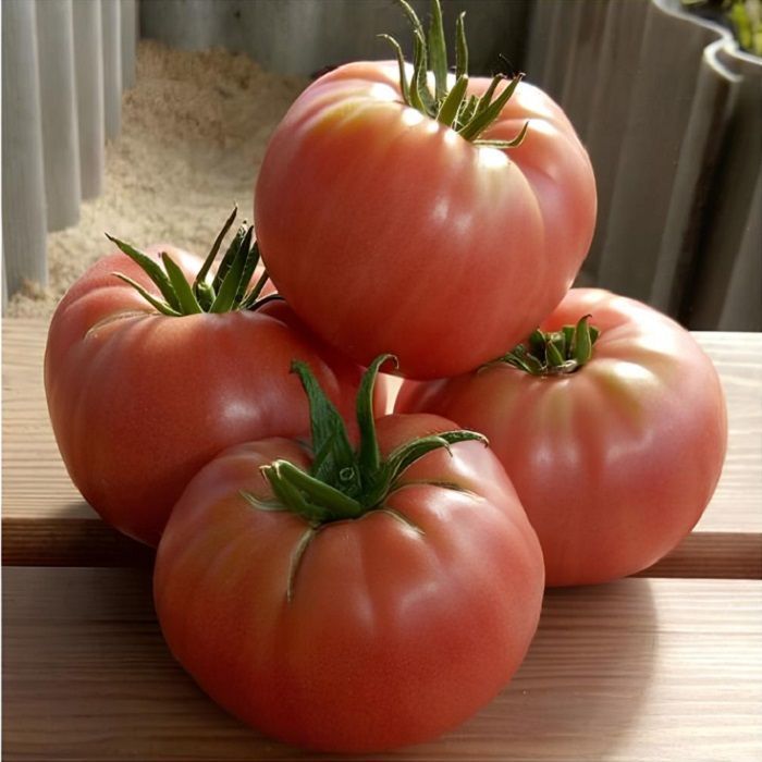 ROSI MARI TOMATO