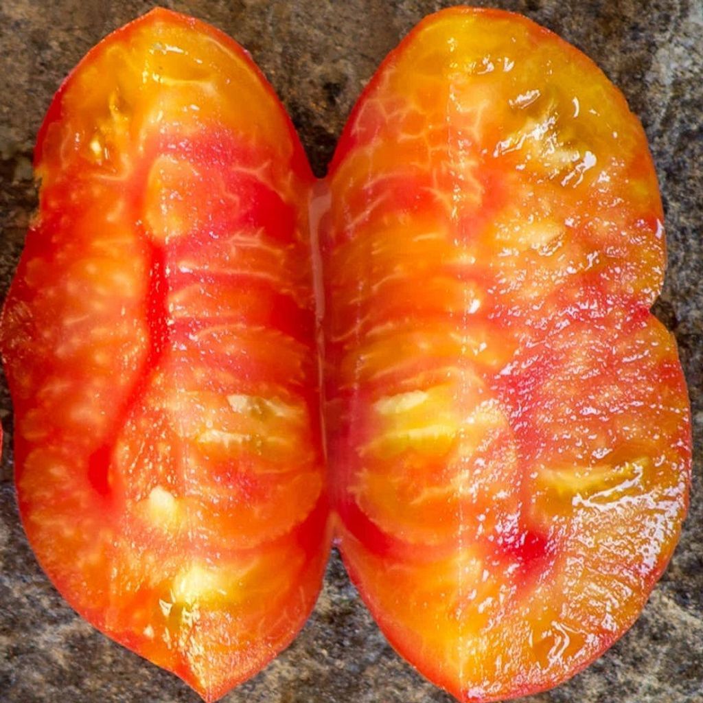 OLD GERMAN TOMATO