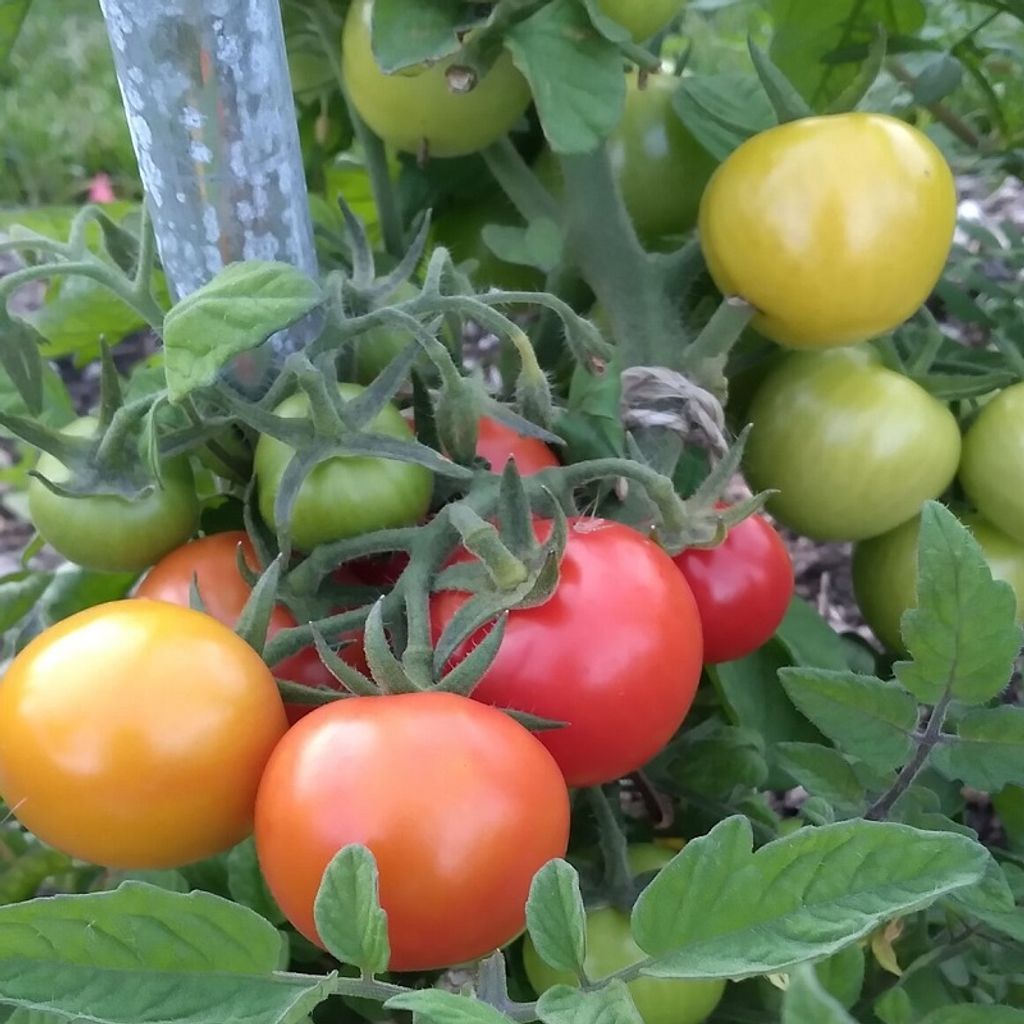 Купити ПУНТА БАНДА (PUNTA BANDA) 12042-1164 в інтернет магазині Tomato King