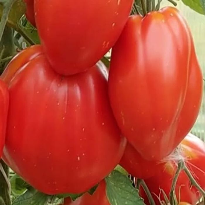 STALLION ITALIAN – large red tomato