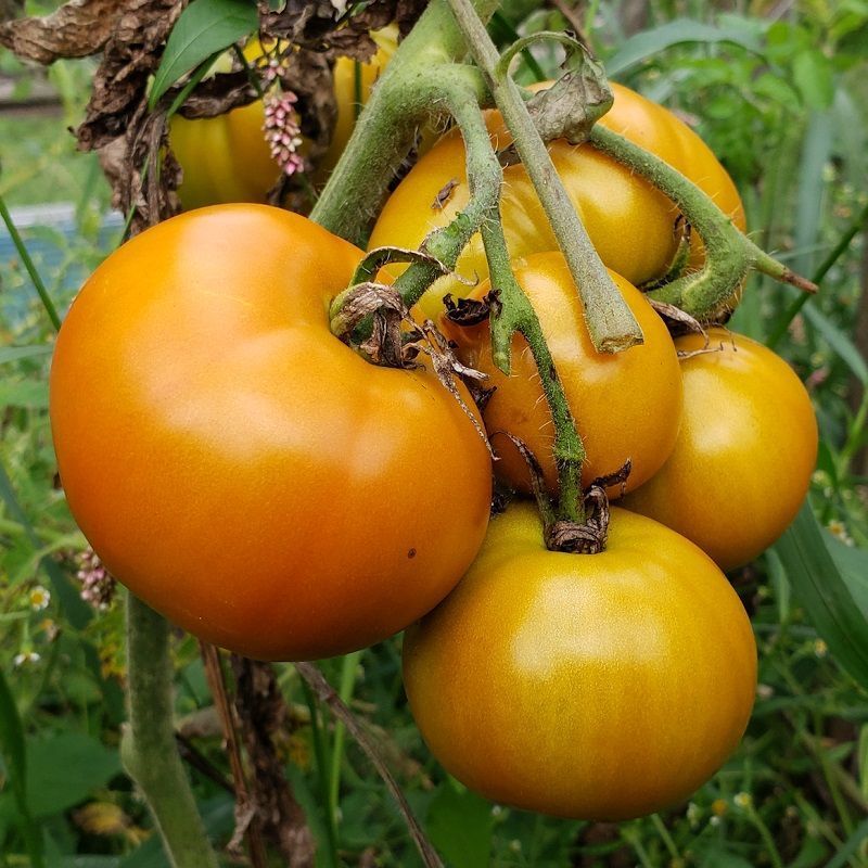 THORBURN'S TERRA COTTA TOMATO