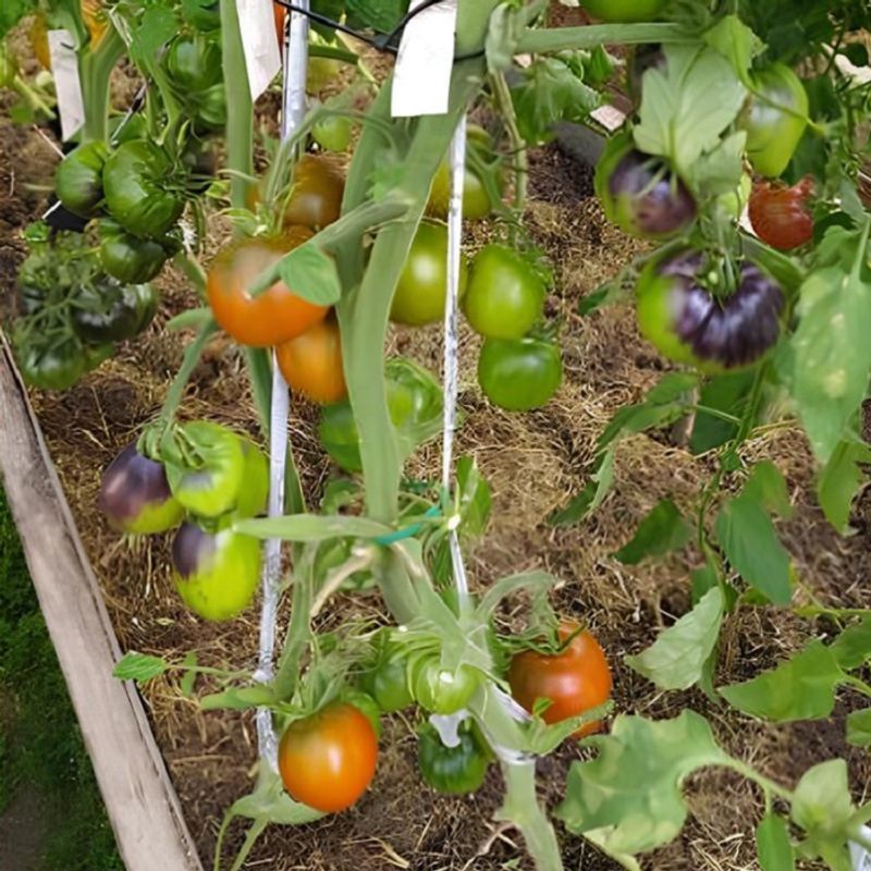 THORBURN'S TERRA COTTA TOMATO