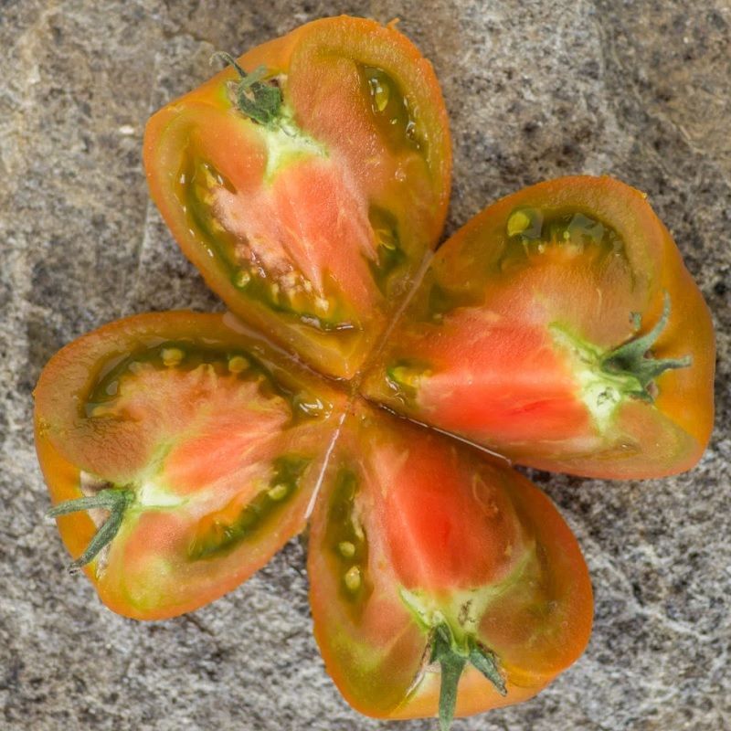 THORBURN'S TERRA COTTA TOMATO