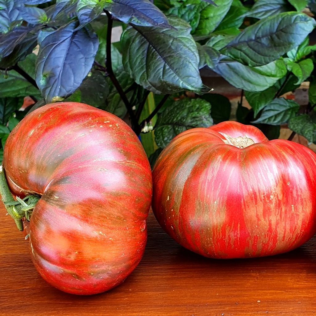 DWARF ADELAIDE FESTIVAL - is a purple striped tomato