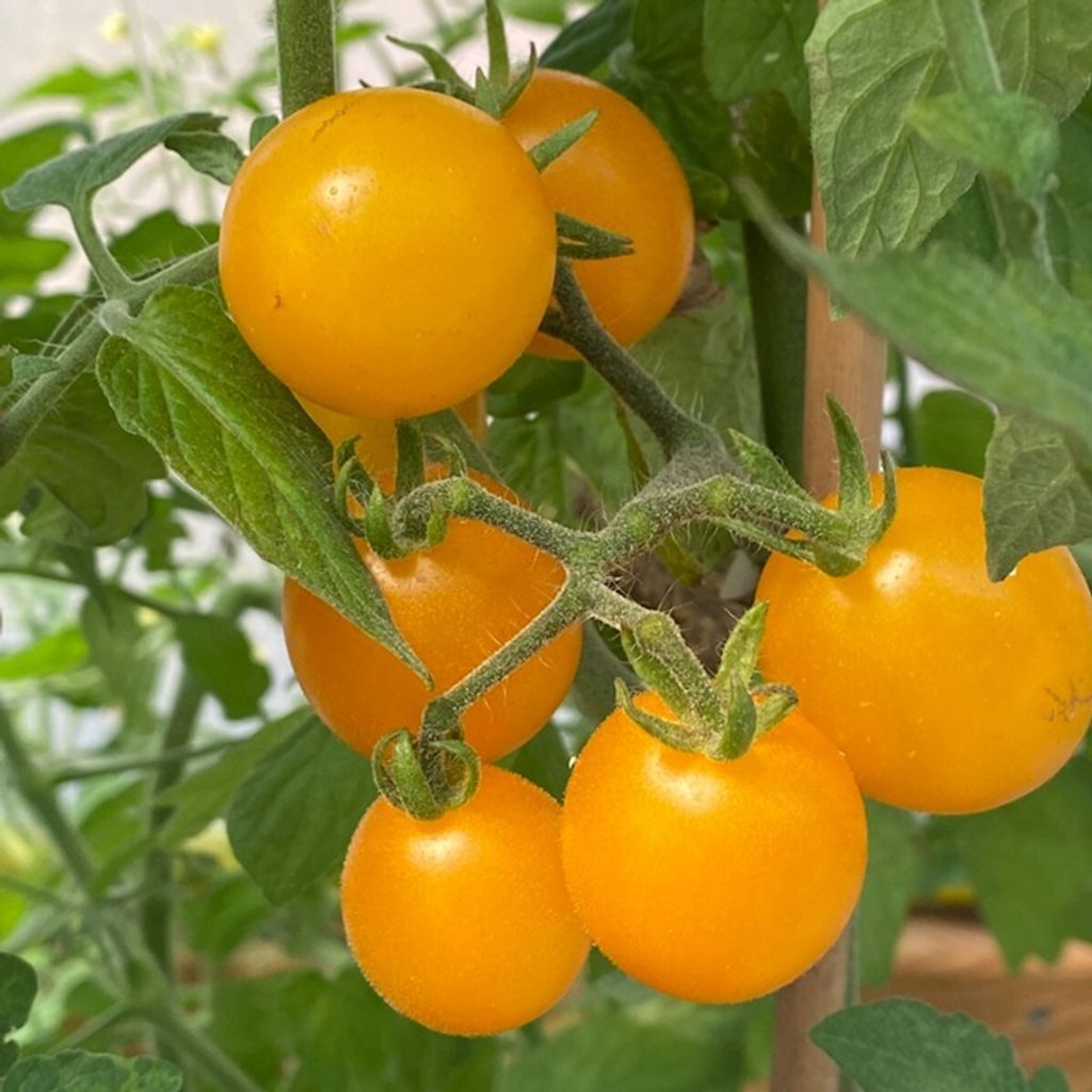 DWARF EAGLE SMILEY – yellow productive cherry