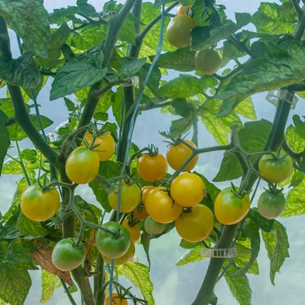DWARF EAGLE SMILEY – yellow productive cherry