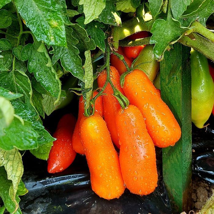 ROYAL FINGER TOMATO