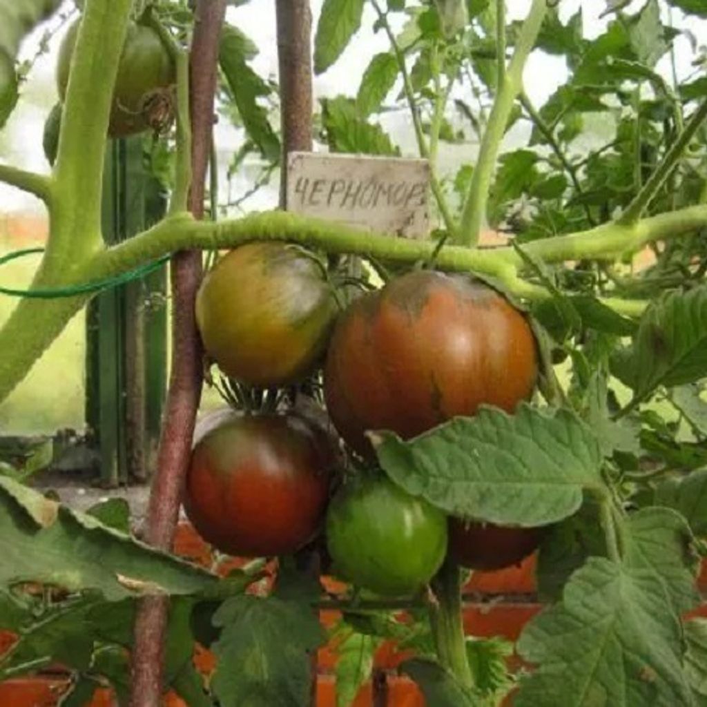 BLACK SEA MAN – a tasty red-green tomato