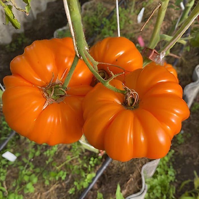 ORO GIANT TOMATO
