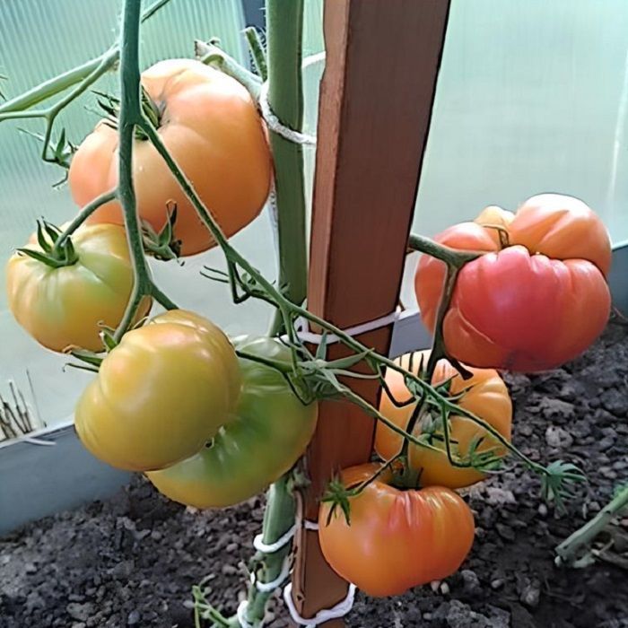 MERMAID TOMATO