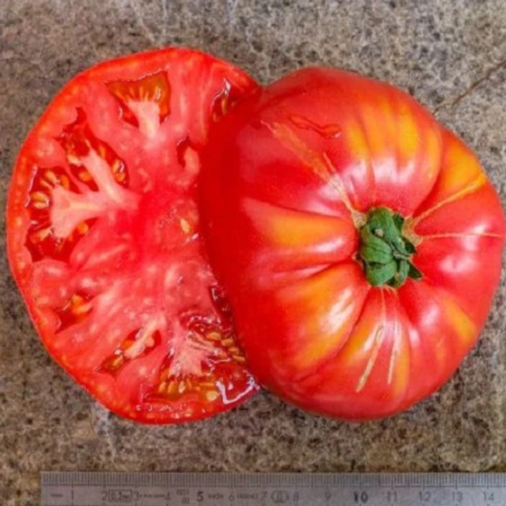 GRANDFATHER ASHLOCK TOMATO