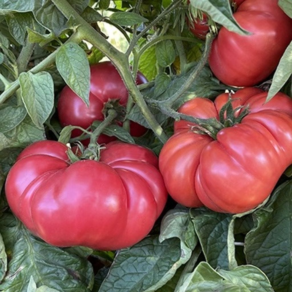 GRANDFATHER ASHLOCK TOMATO